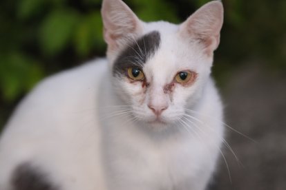 Juez dejó libre a sospechoso por gatos sin vida en Guayaquil y cuidador ...