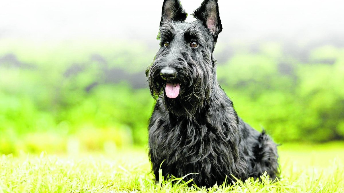Terrier escocés, un barbón mimado
