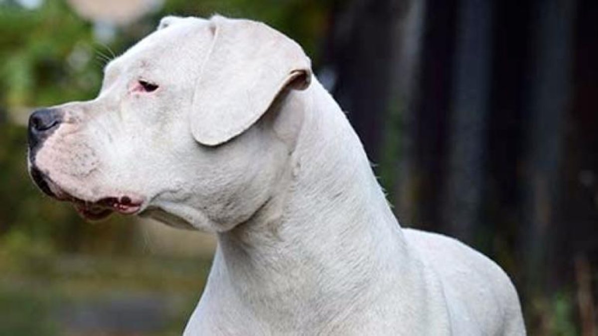 Dogo, el fortachón argentino