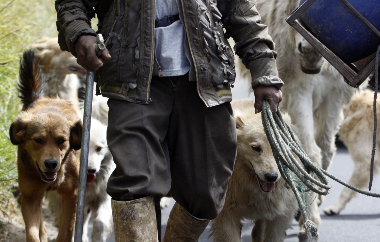 Fotorreportaje: el 'encantador' de perros y su lucha para alimentar a ...
