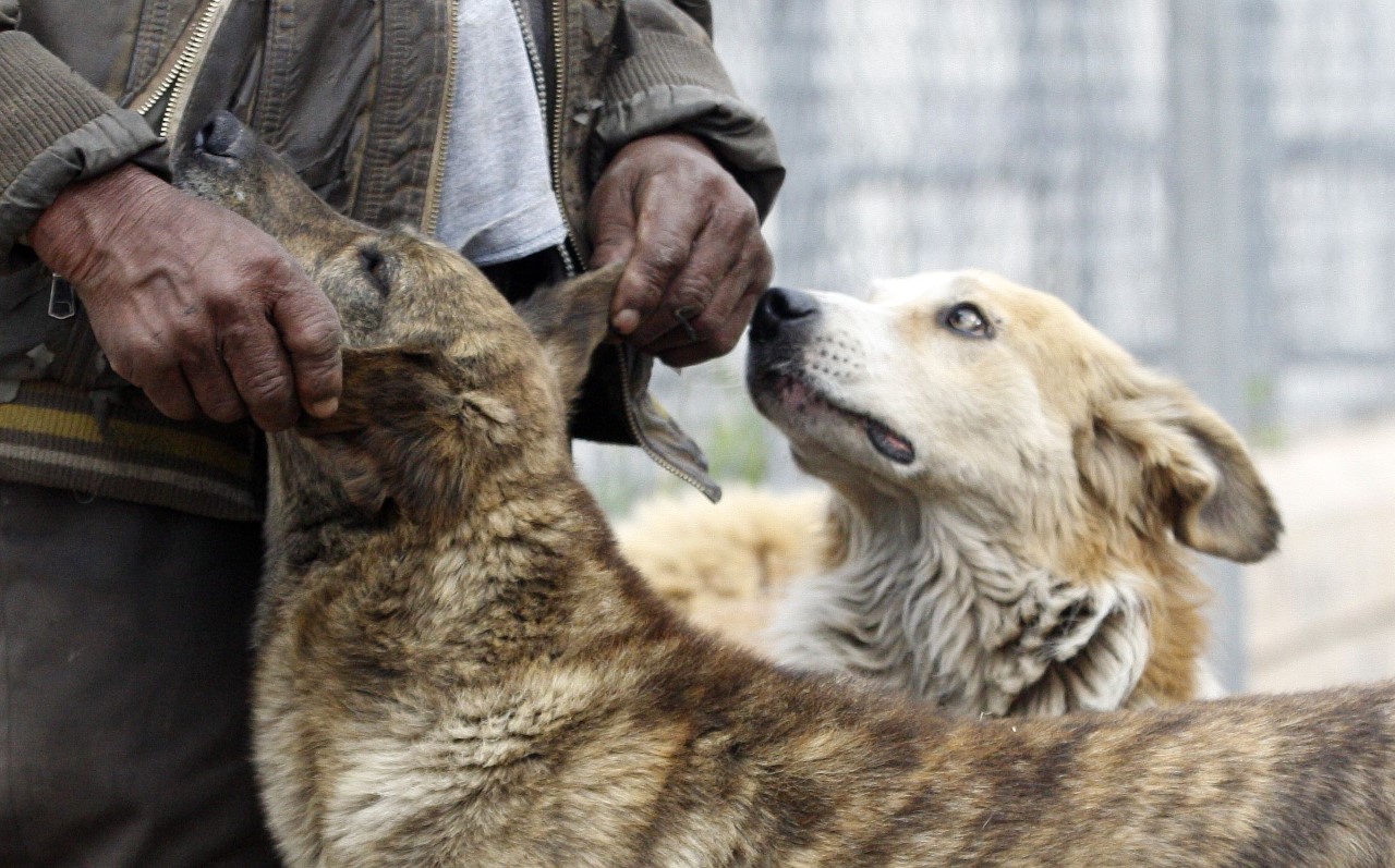 Fotorreportaje: el 'encantador' de perros y su lucha para alimentar a ...