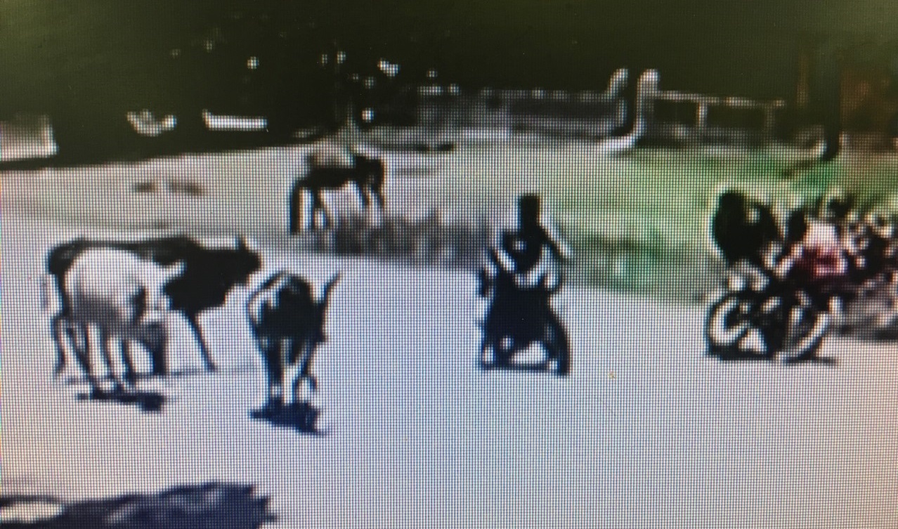 ¡Vaca karateca tumba a una mujer de una patada!