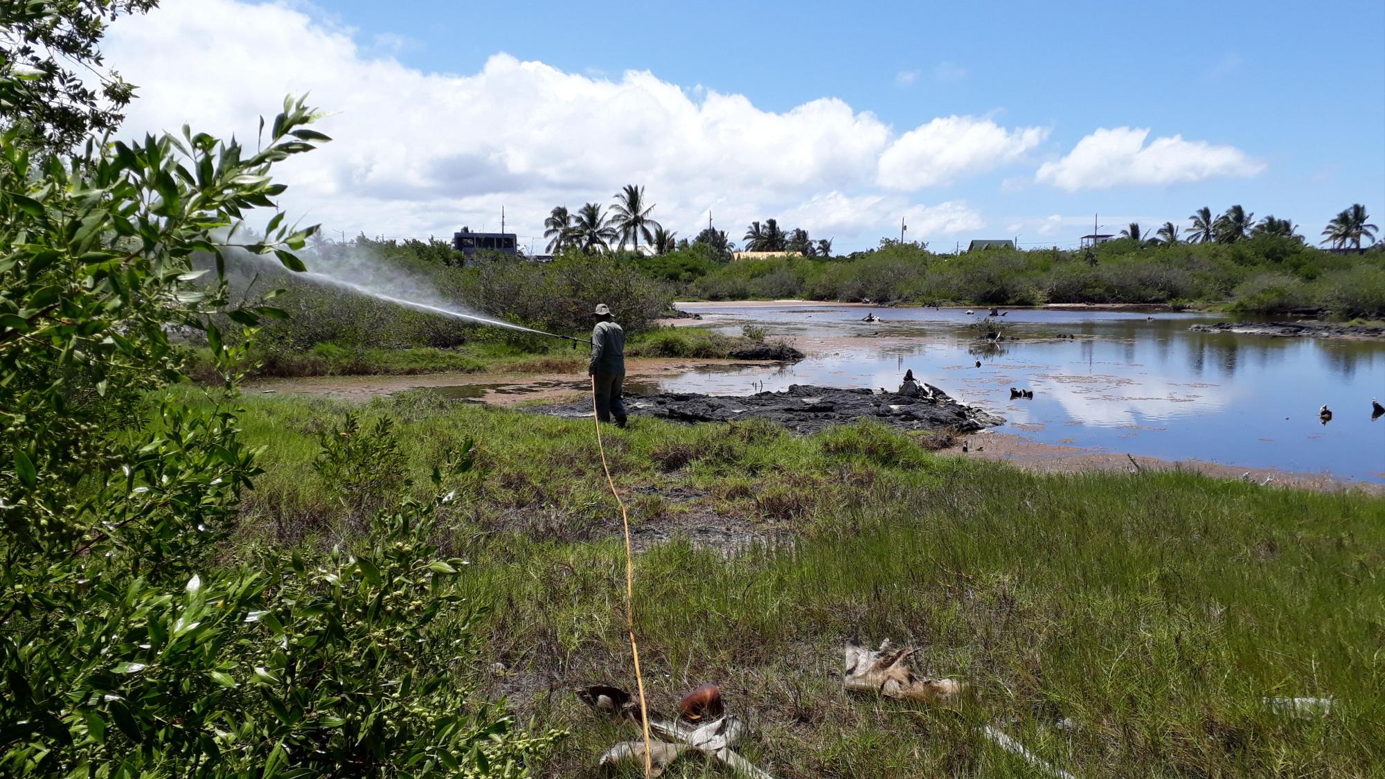 ¡Un insecto chupa la sabia de los manglares en Galápagos!