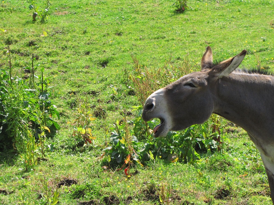 ¡Una burra que canta ópera!