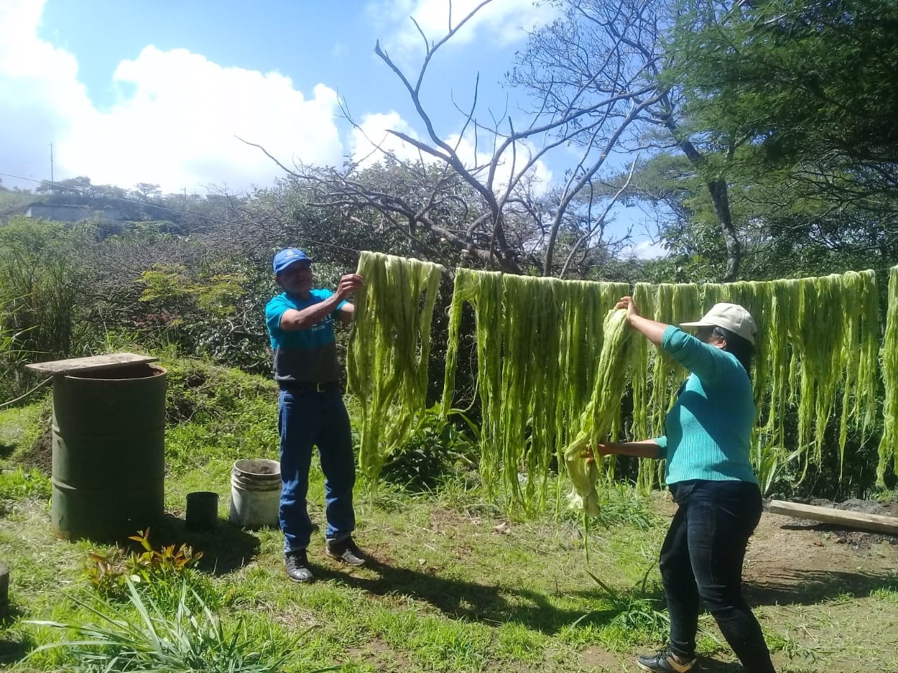 La cabuya le da vida a Paltas