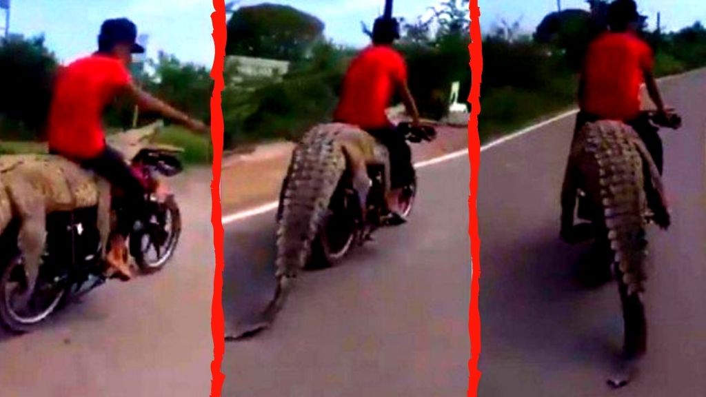 Reto viral | ¿Perro o payaso? Nuevo desafío agita las redes sociales ...
