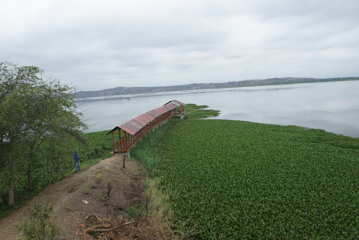 El humedal La Segua se 'seca' poco a poco, por ello anuncian medidas de ...