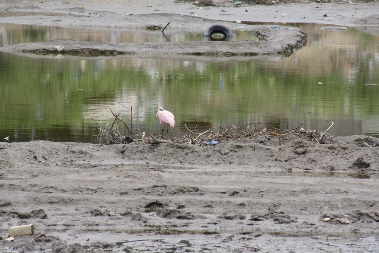Casa de la Cultura impulsa rescate de ancestrales albarradas en Muey