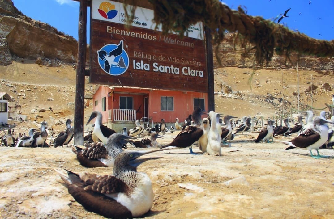 El Oro: Santa Clara, paraíso de aves marinas