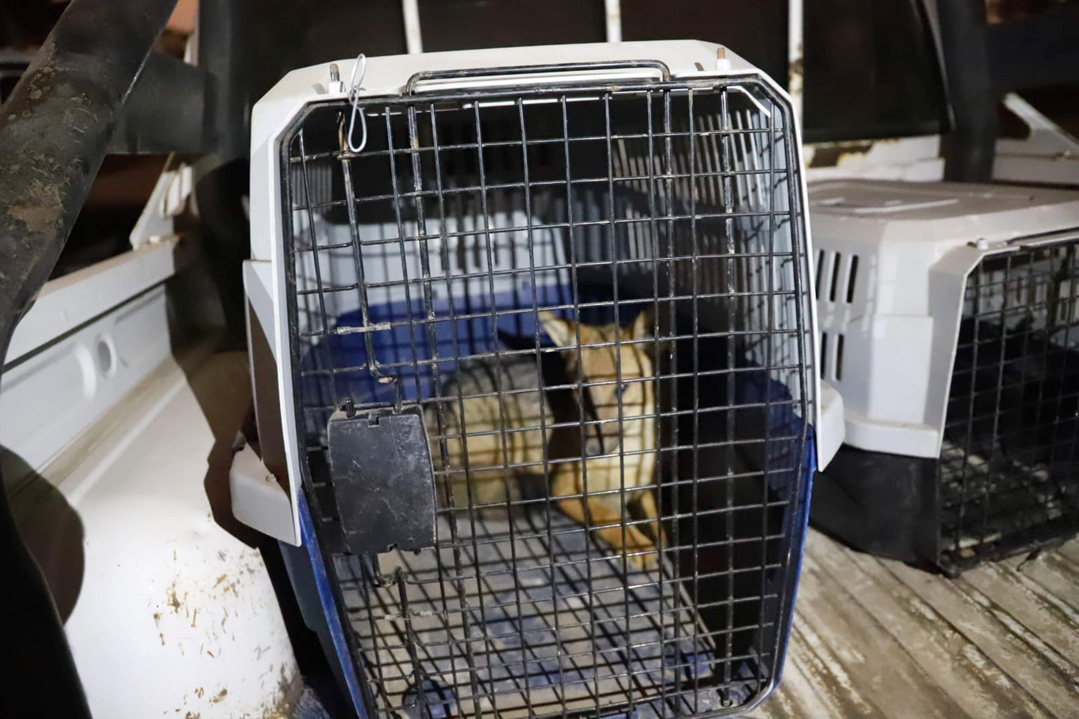 Run Run, el escurridizo zorro de Perú que fue comprado y criado como perro