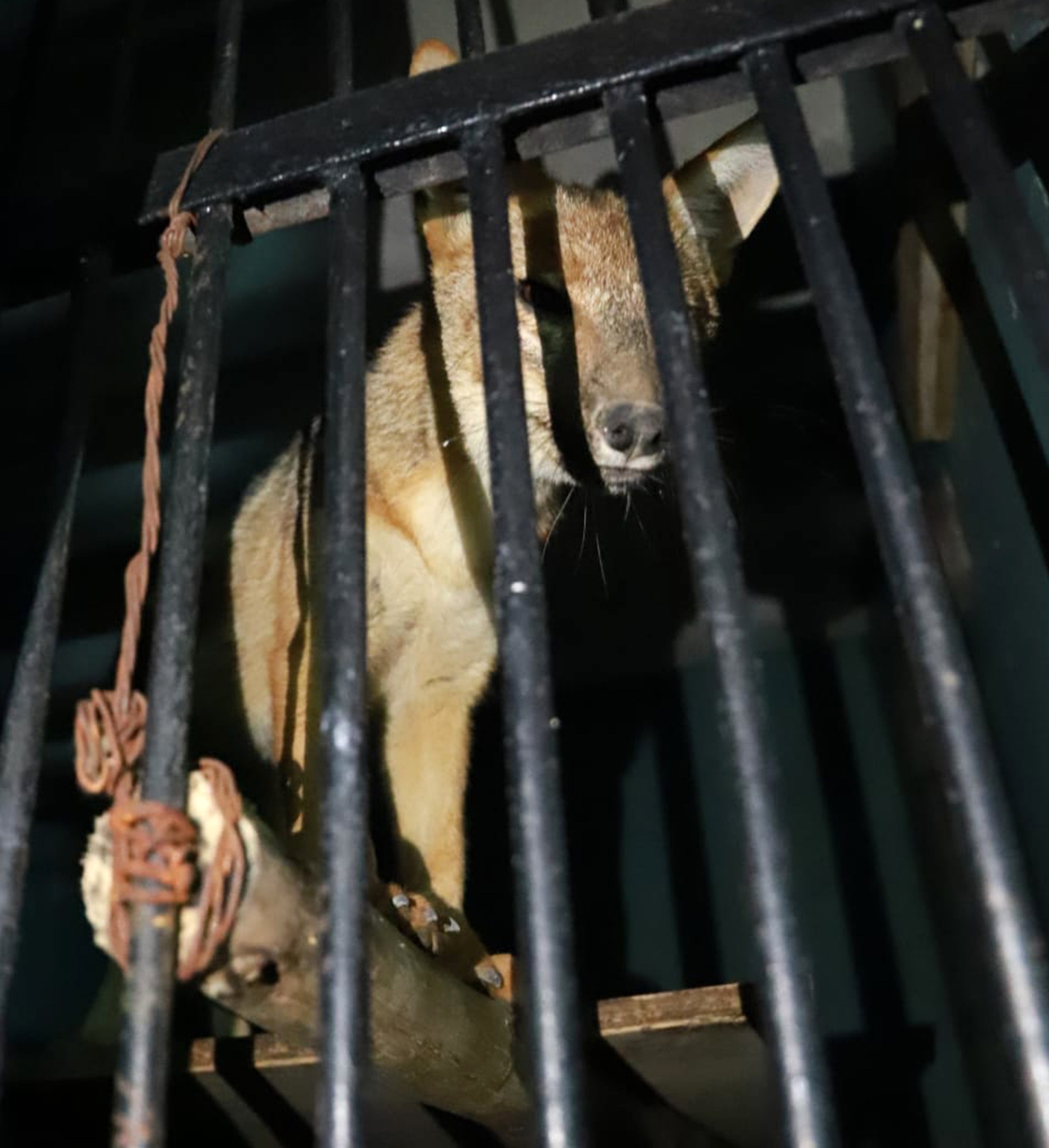 Run Run, el escurridizo zorro de Perú que fue comprado y criado como perro