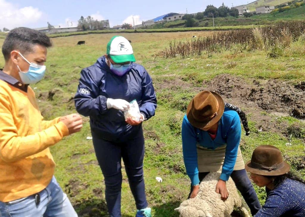 Cotopaxi: ¡No logran identificar animal salvaje que mató a las ovejas!