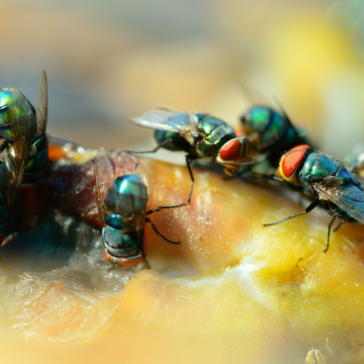 Descubren un tipo de muerte celular desconocido en los intestinos de la ...