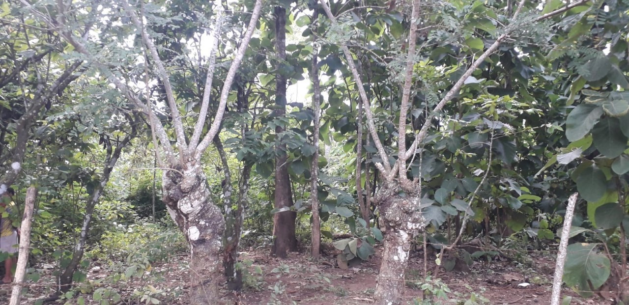 Los Ríos: ¡Camino sangriento!