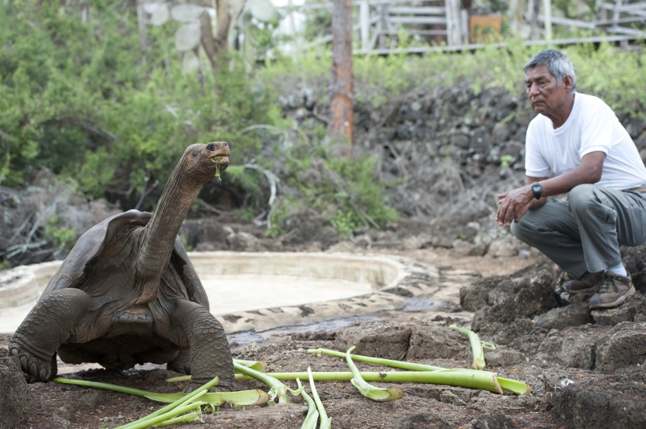 Galápagos: Nadie olvida al Solitario George, la tortuga más famosa del ...