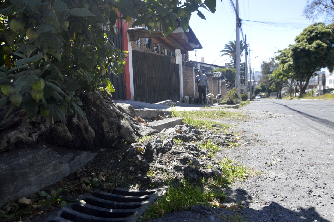 Calles de Quito con raíces invasivas