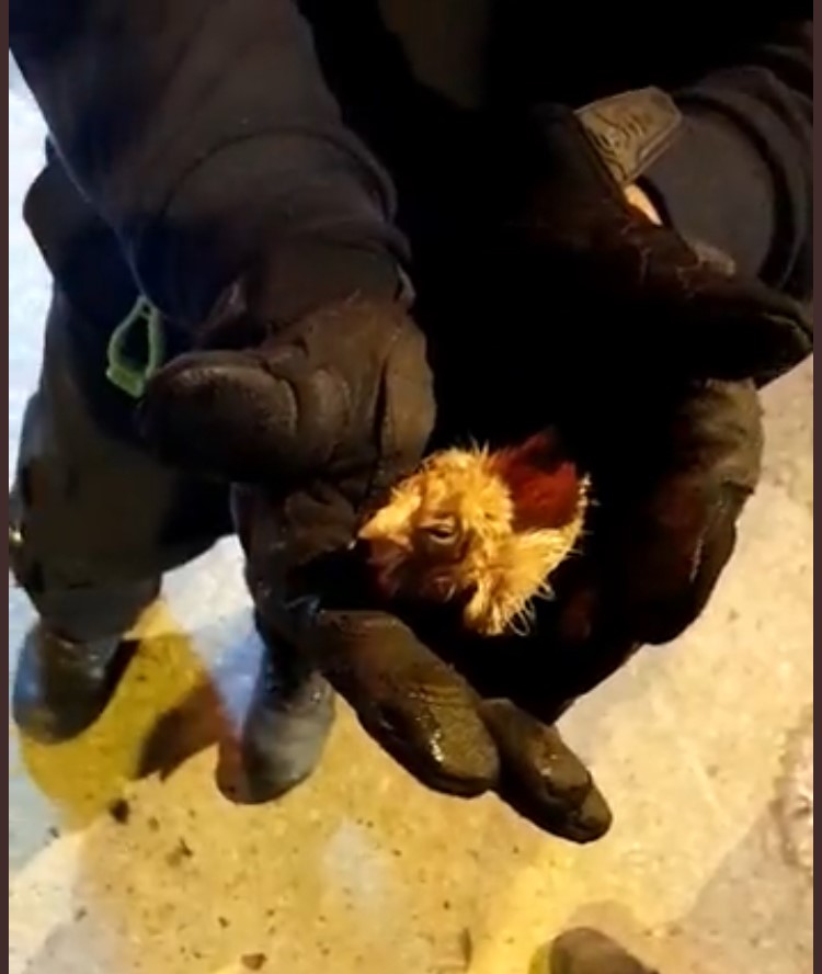 Bomberos actúan de emergencia para rescatar a... un pollito en una ...