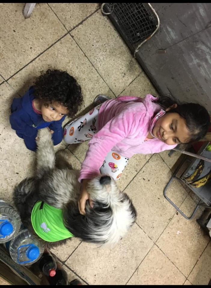 Pincho, el perrito que caminó kilómetros para reencontrarse con su familia