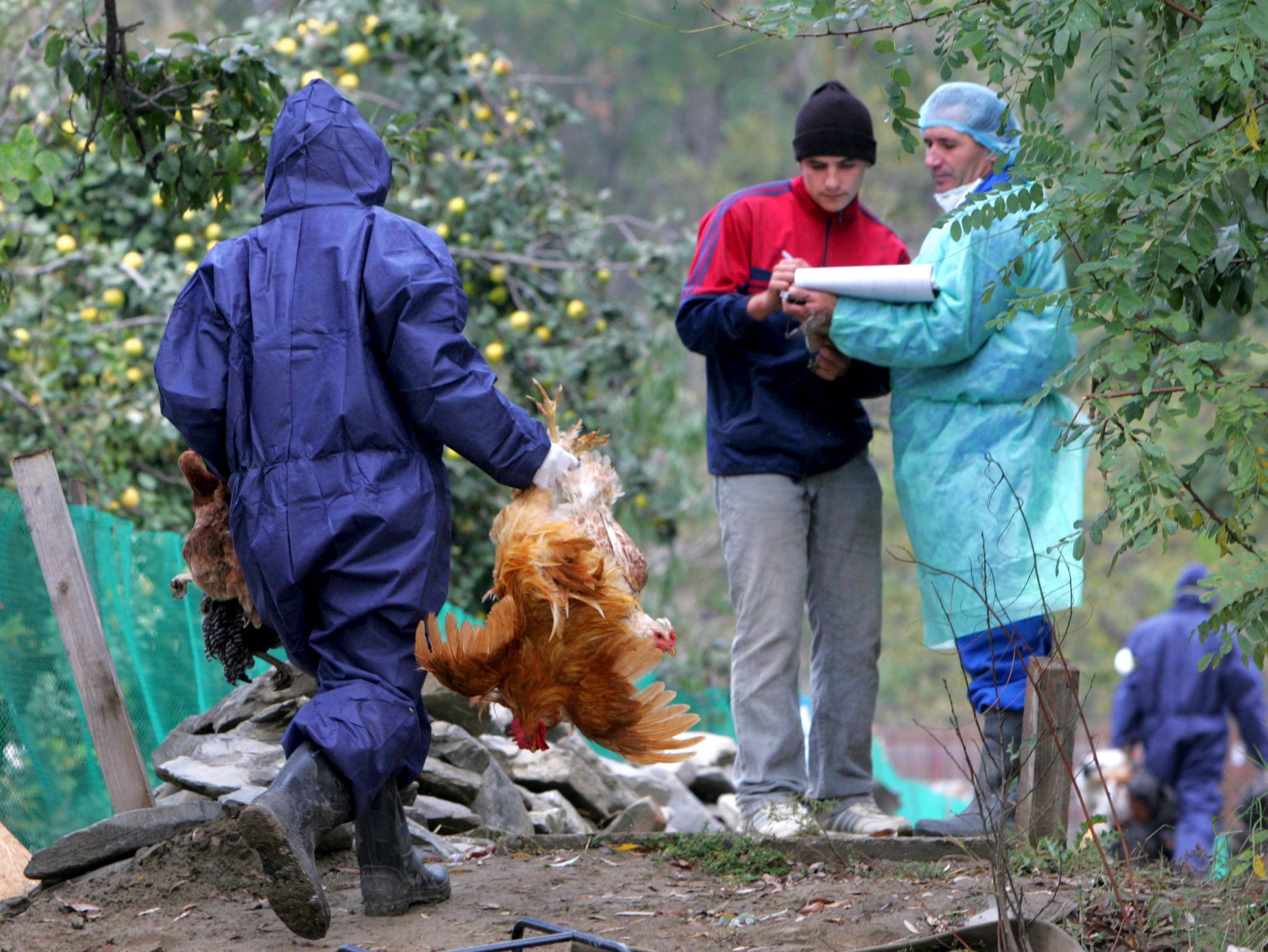 El brote de gripe aviar está controlado, según el Gobierno