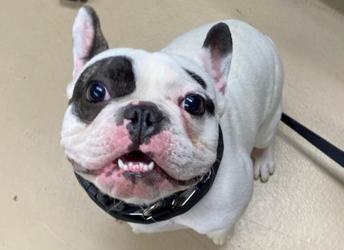 Nuevas imágenes del Titanic y perrito endemoniado, entre lo viral de la ...