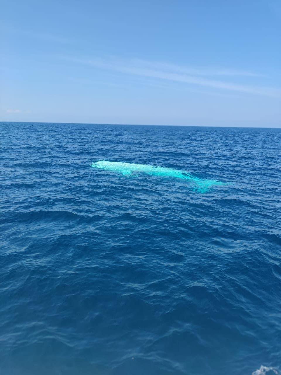 Aparece un tiburón ballena albino en Galápagos