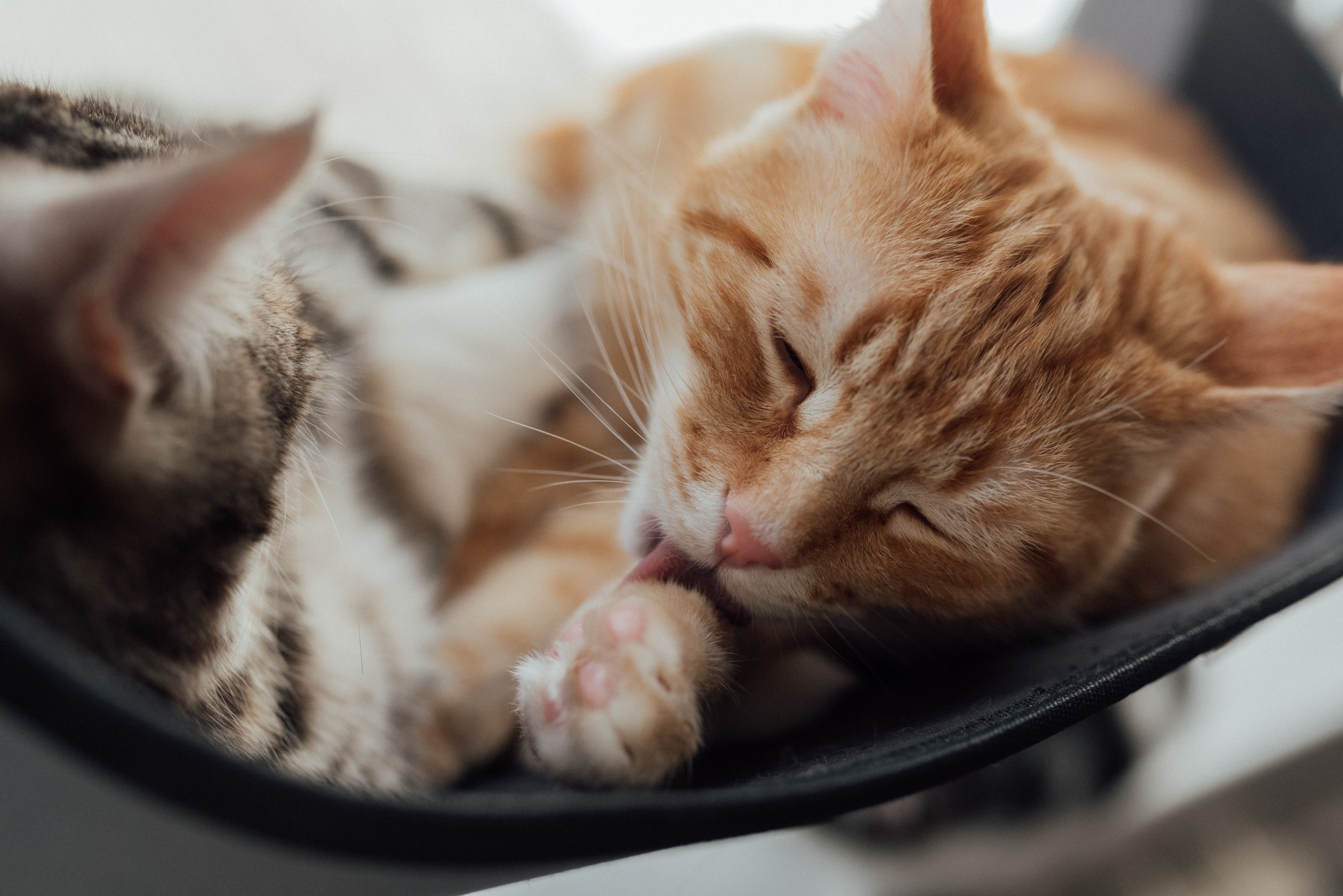 Cómo evitar las bolas de pelos en los gatos