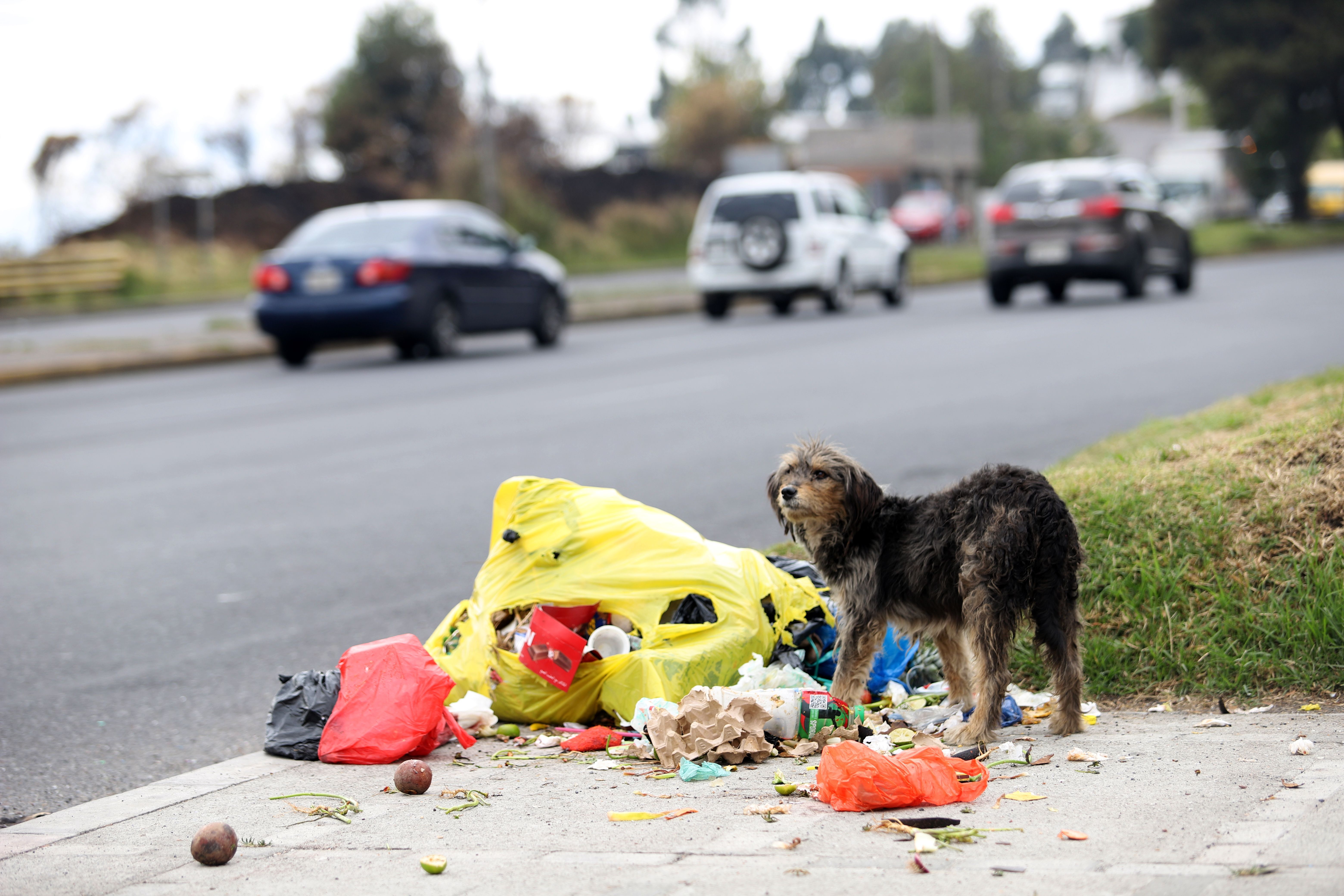 Quito: En la Forestal, los vecinos se unieron para salvar a los perros ...