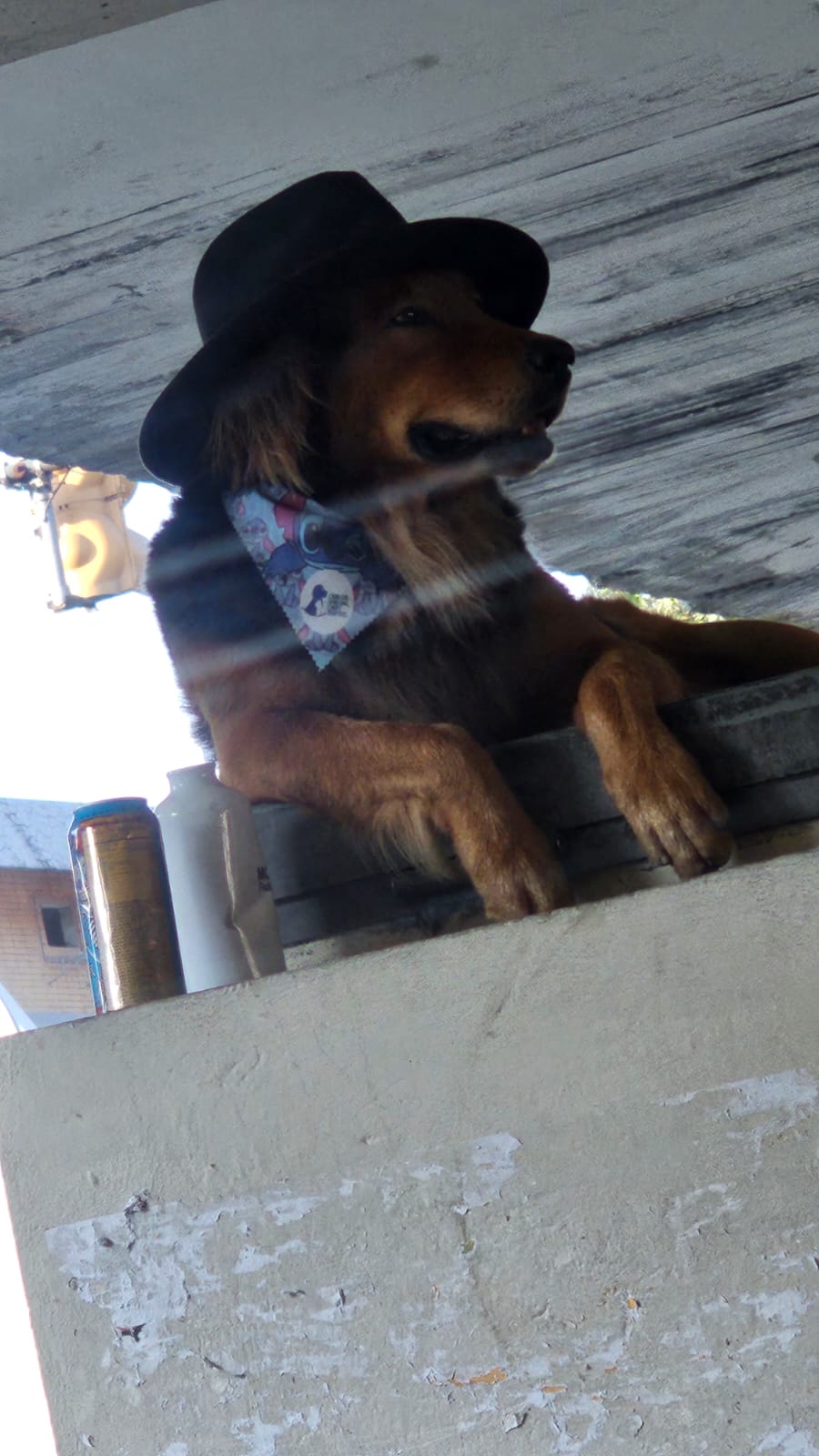 El perro fachero de Los Ceibos: una historia de amistad y amor ...