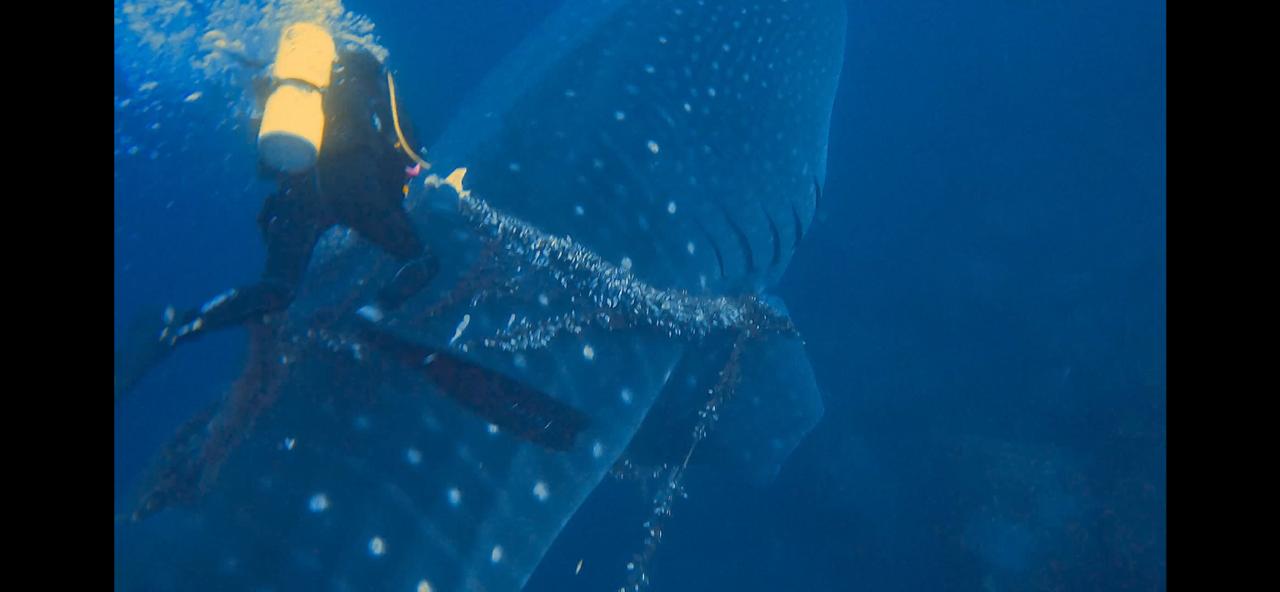 Galápagos: El buzo ecuatoriano que arriesgó su vida para salvar a un ...