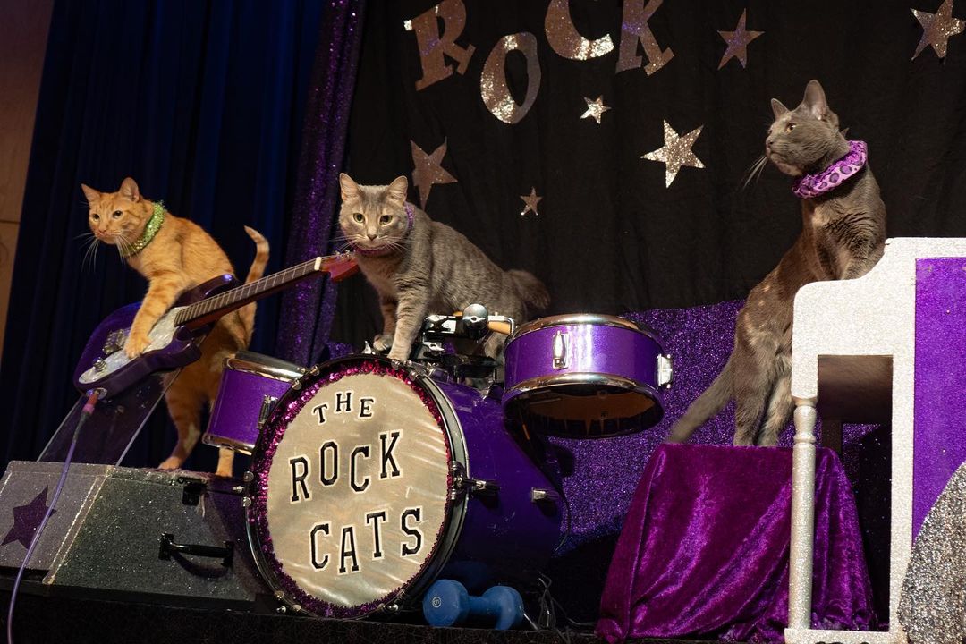 The Rock Cats: Tres Gatitos conquistan Internet con su talento musical