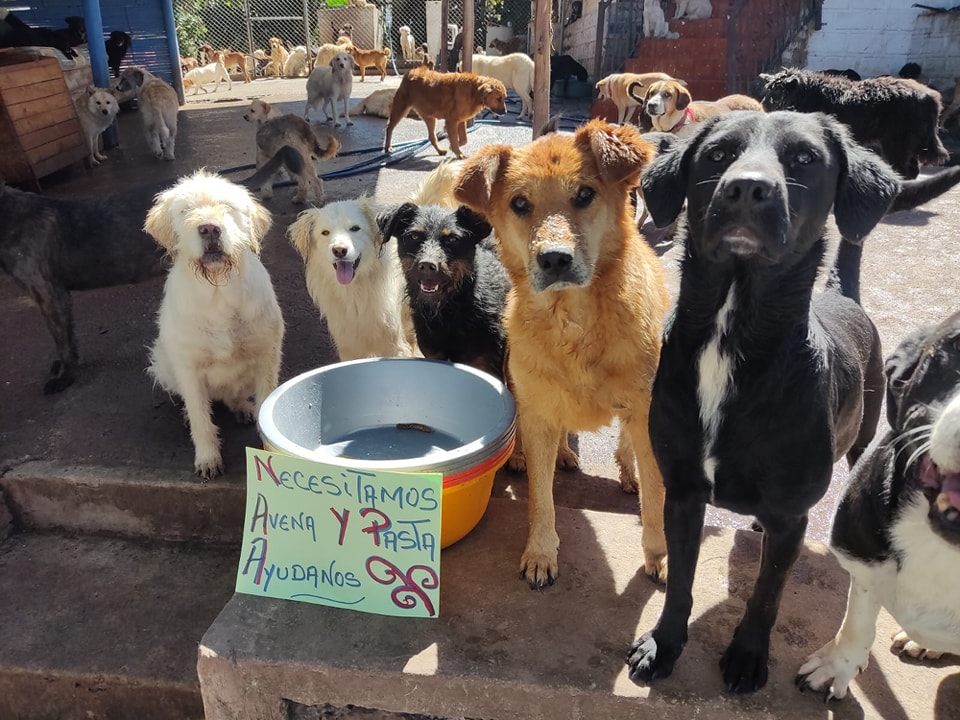 El apoyo que recibe la fundación de perritos tras el incendio que ...