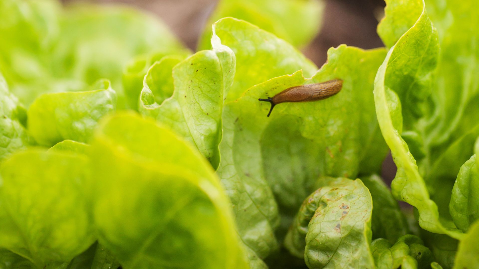Comida rápida con babosas: estos son los peligros para la salud