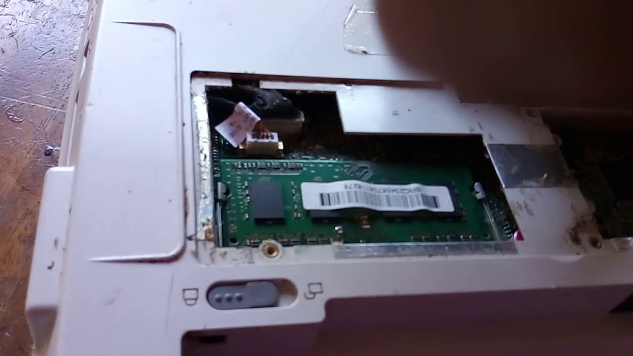 Hormigas , las enemigas de las computadoras | Noticias Ecuador