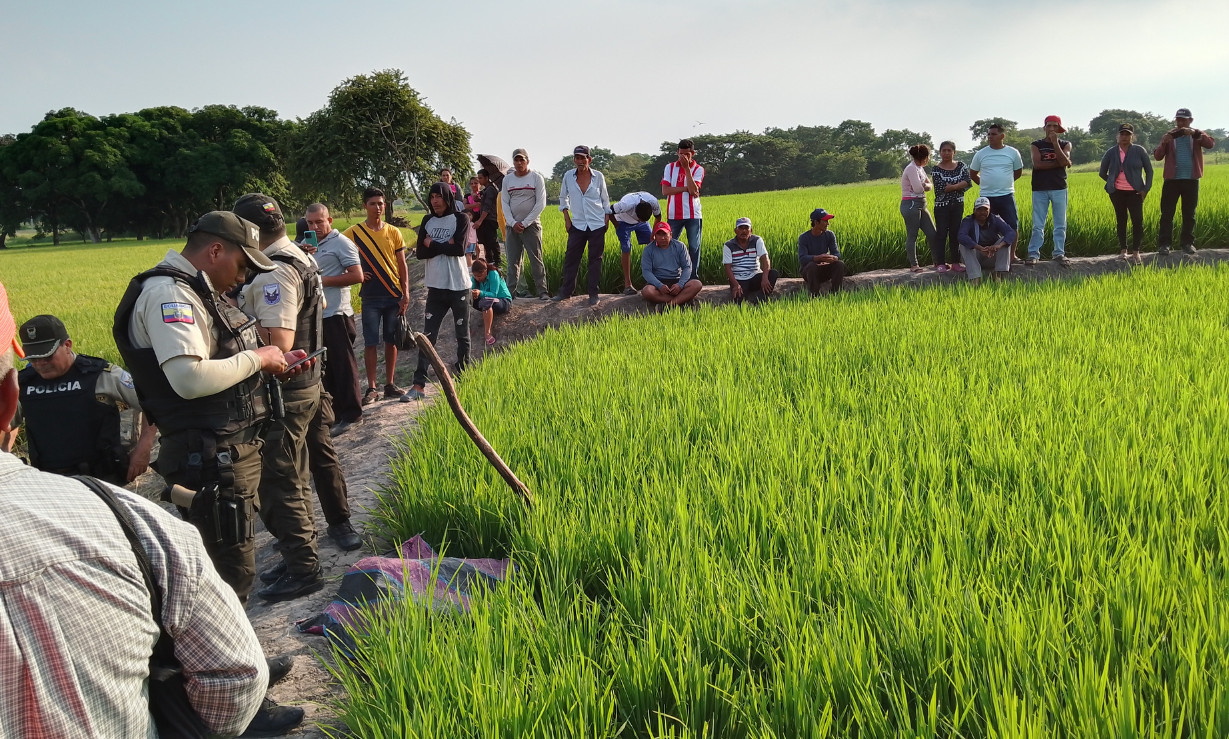 Daule: Joven fue acribillado entre arrozales
