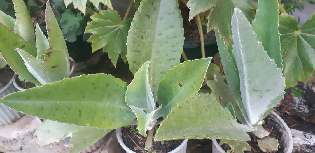 El secreto de la dulcamara, la planta que lo cura todo