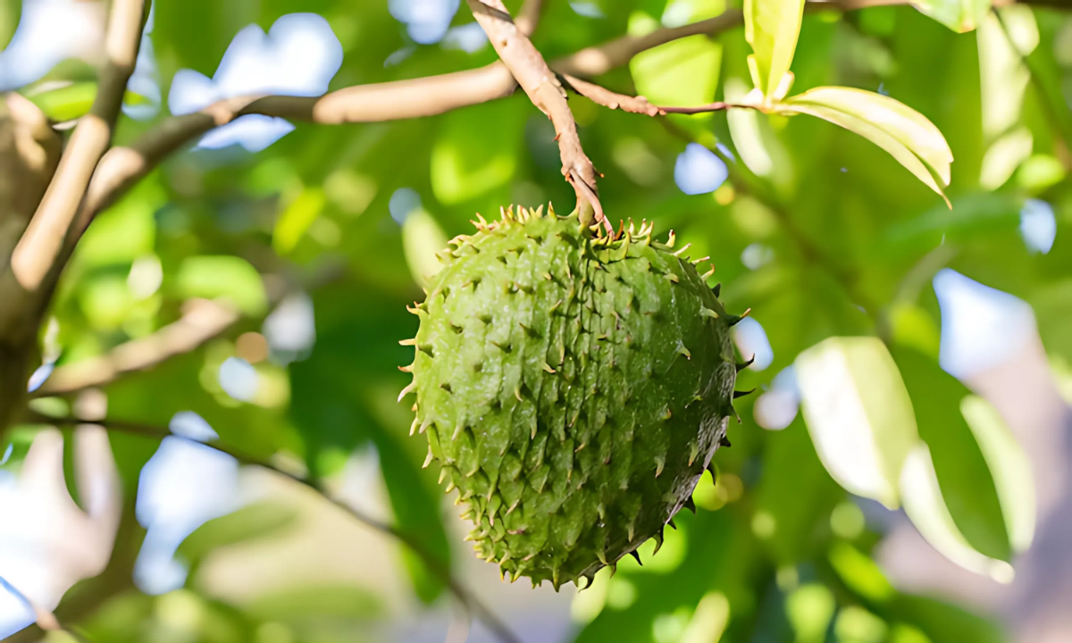 Annona muricata: todo sobre la fruta antioxidante que fortalece tu ...