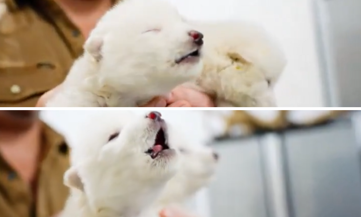 ¿Se pueden revivir dinosaurios? Colossal responde tras traer de vuelta ...