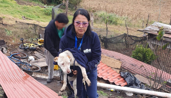 Quito | Perro encadenado y desnutrido rescatado: ¿Sanciones para dueños?