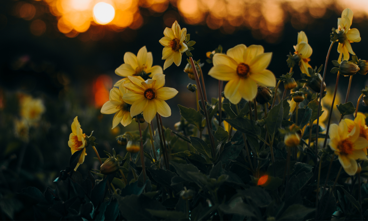 21 de septiembre: ¿qué se celebra hoy y qué tiene que ver con flores ...