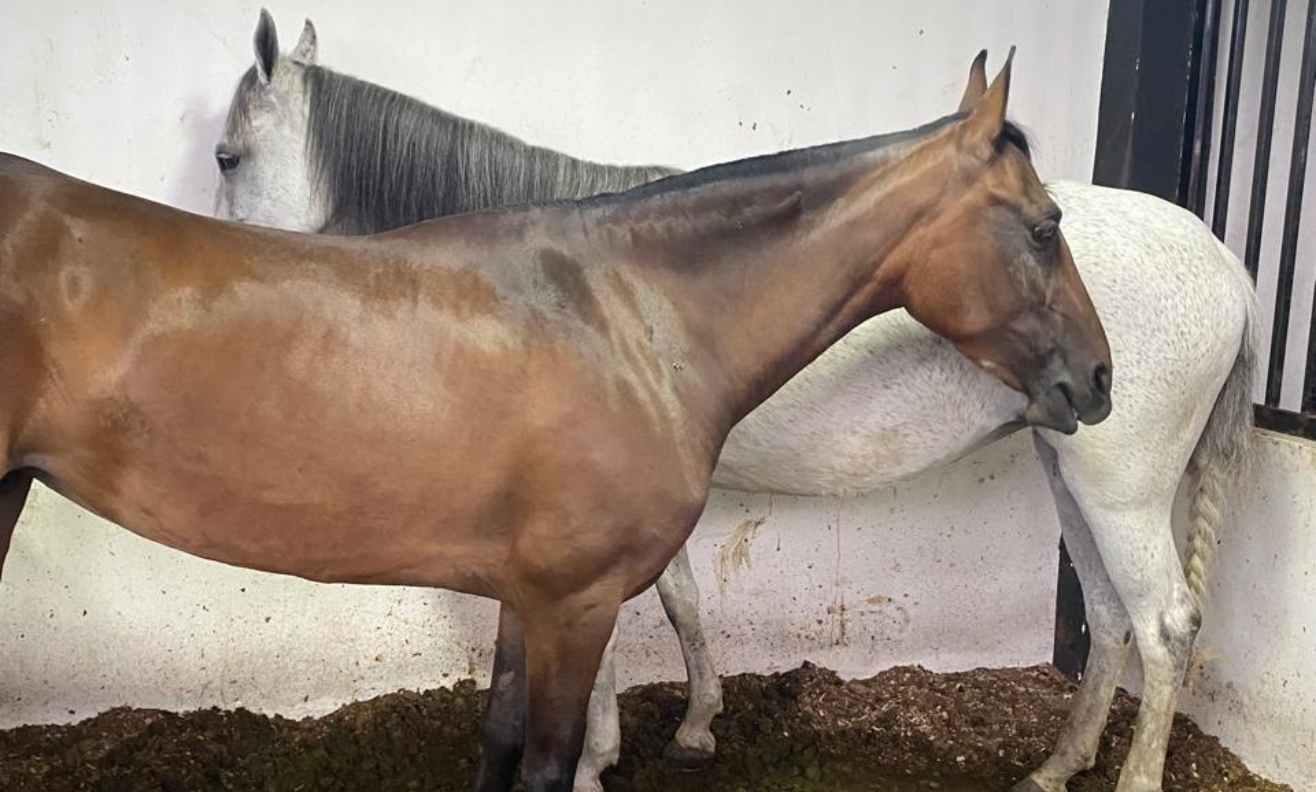 Alan, alias Doble A, y sus lujos en Milagro: ¿De dónde trajo sus ...