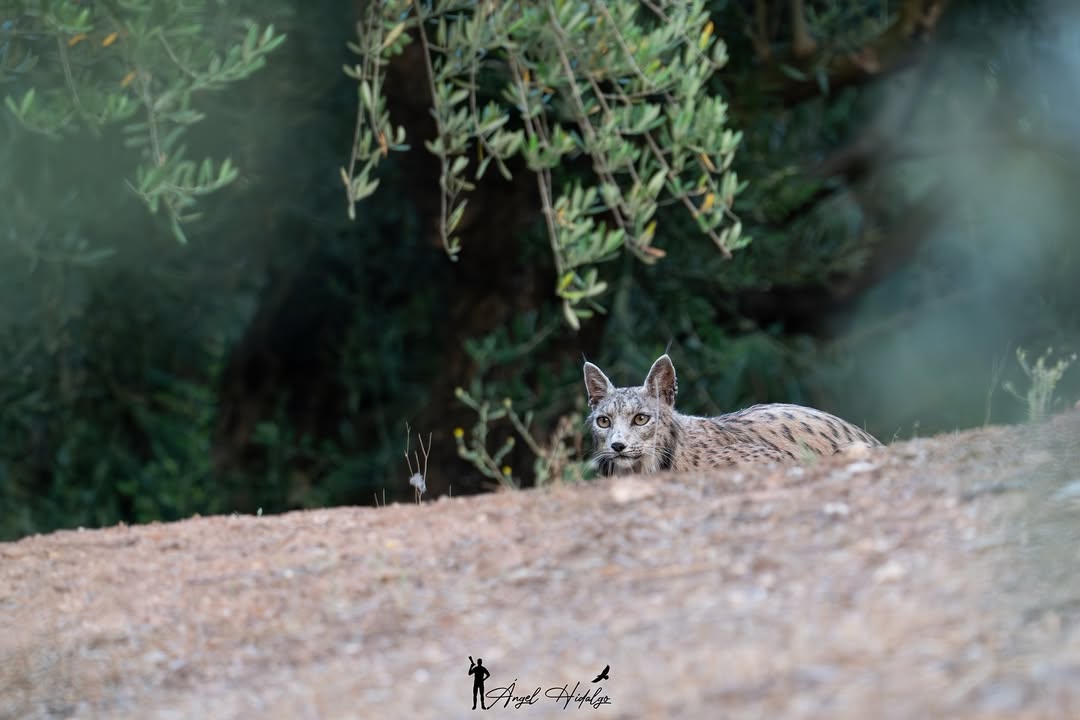 Captan en España a un lince ibérico blanco: ¿tiene algún significado?