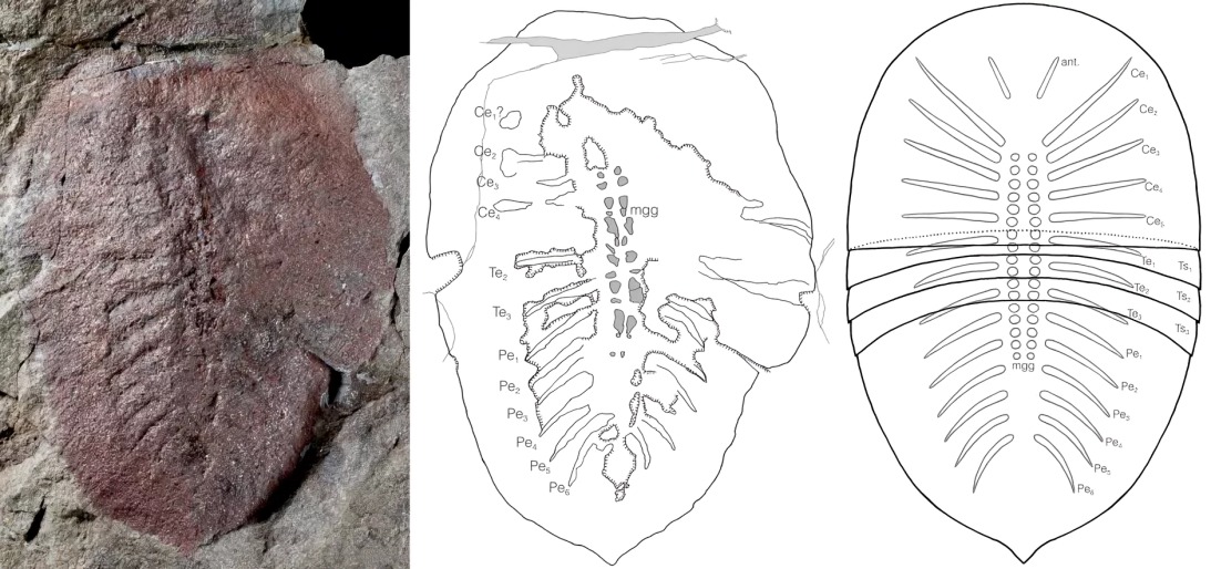 Hallan un artrópodo gigante de 455 millones de años, ¿cómo fue posible?
