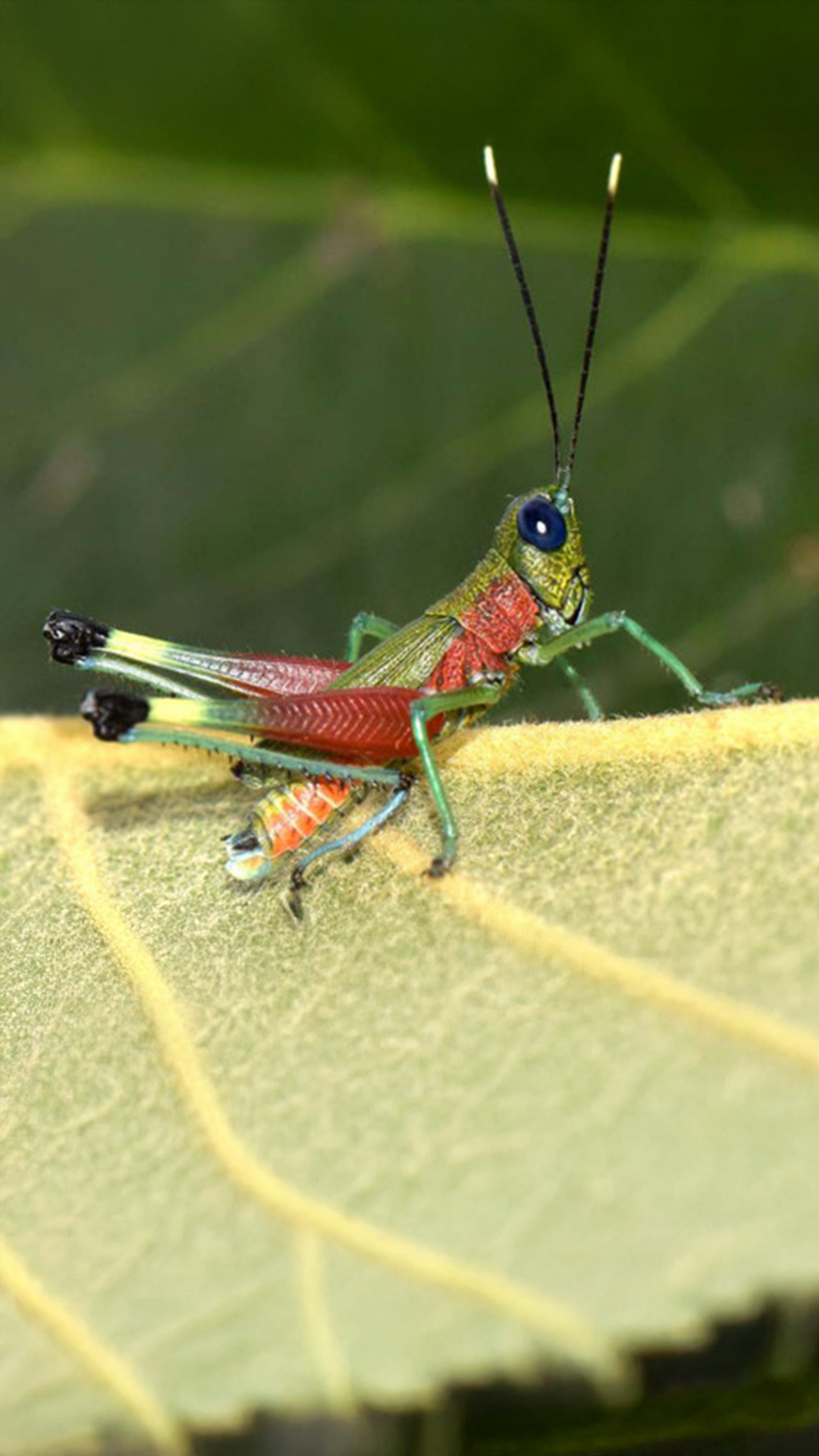 El colorido insecto descubierto en la Amazonía ecuatoriana nunca antes ...