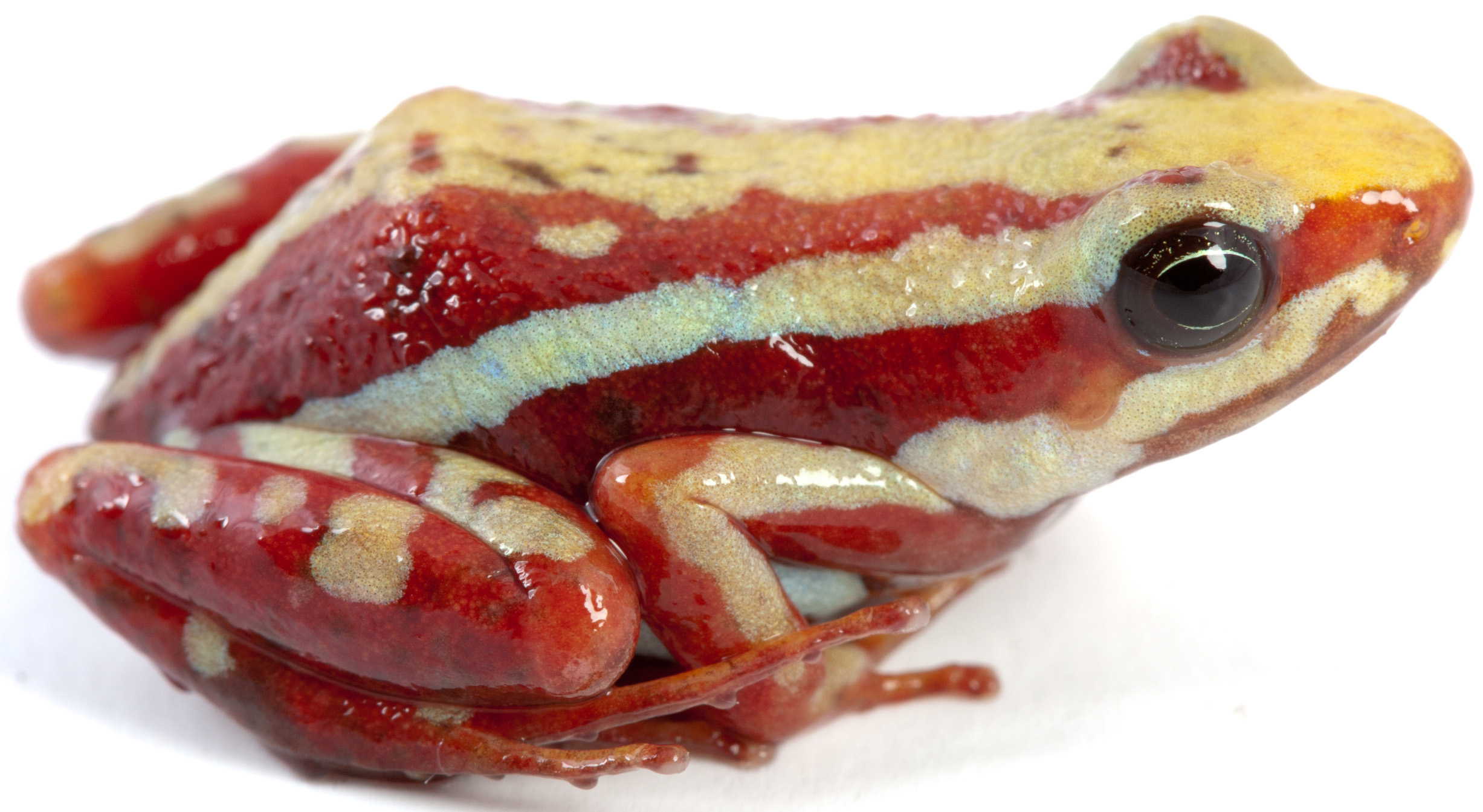 Esta es la rana venenosa de Ecuador vinculada al caso Navalni que ...