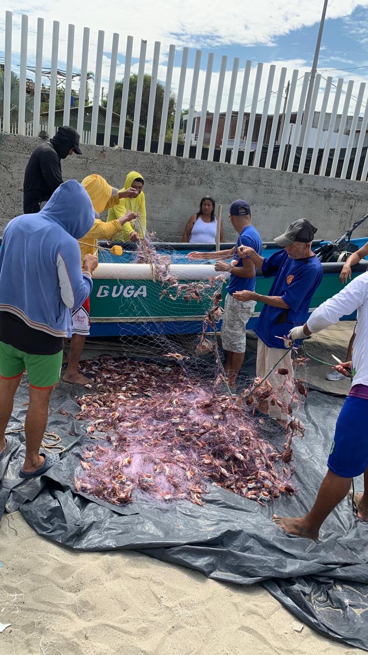 Jaiba morada afecta a 1.200 pescadores en Manabí: redes destruidas y ...