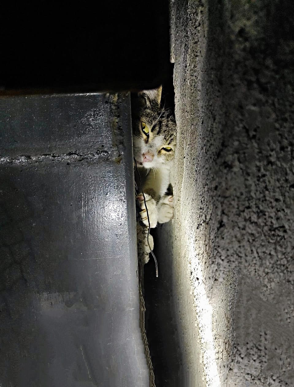 Angustia por un gato atrapado entre paredes en Quito: así lograron ...