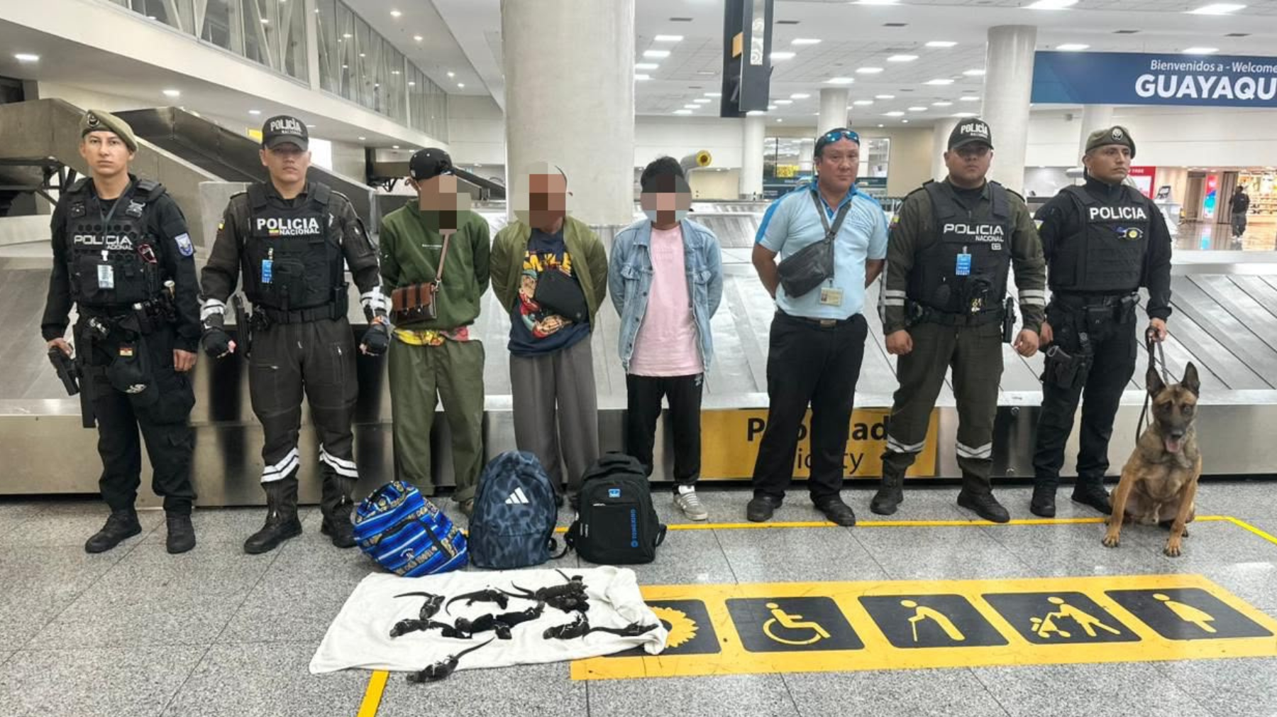 Detienen a tres extranjeros por tráfico de 12 iguanas marinas en ...